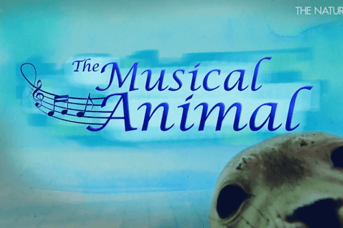 Music Cognition Group